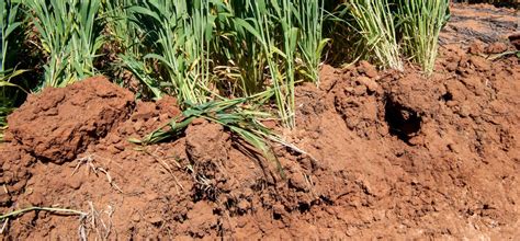 Soil Salinity Explained Soil Quality Knowledge Base