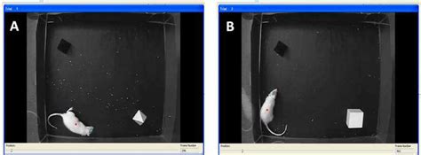 Novel Object Recognition Test A Trial 1 B Trial 2 See Text For