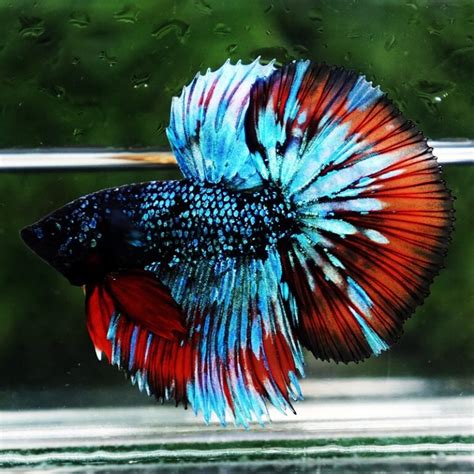 Avatar Betta Fish For Sale