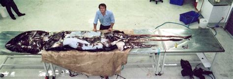 List Of Colossal Squid Specimens And Sightings Wikipedia