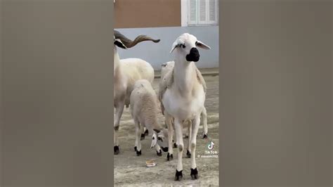 Tabrka Lahe Nasroe Youtube