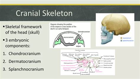 Comparative Anatomy Skeletal System Pptx