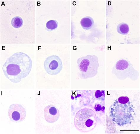 Micrographs Of Haemocyte Types Of Various Bivalve Species All Them