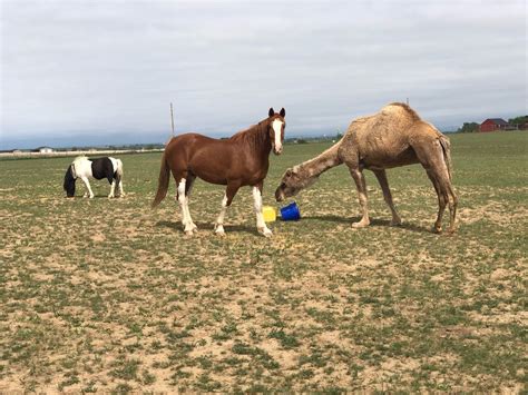 Creatine Injection For Horse And Camel Racing Miradukes Magnificent