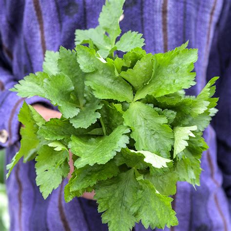 Mitsuba Japanese Parsley Seeds Baker Creek Seeds