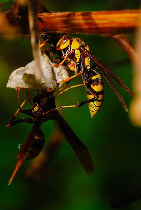 Visto Al Pasar La Avispa Caballo