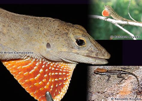 Garden Lizards In Florida Fasci Garden