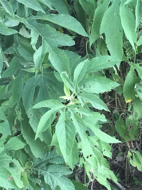 Tall Plant With 5 Pointed Leaf Found In Southeast Texas Leafs And Stem Are Rough Feel Like