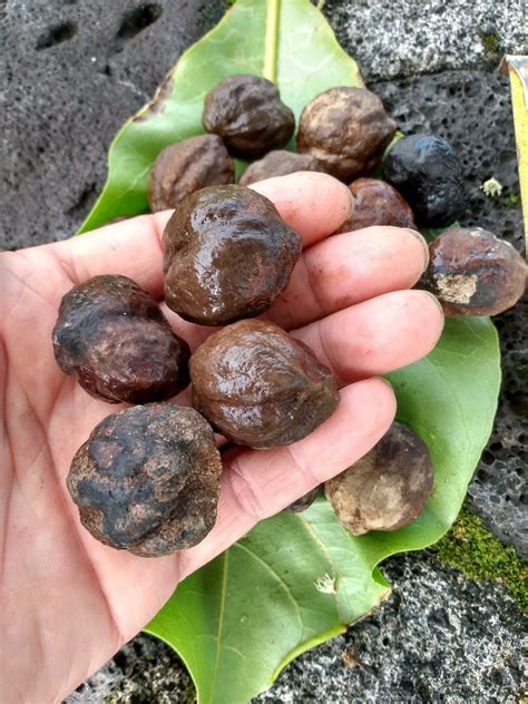 10 Seeds Hawaiian Kukui Aleurites Moluccanus Tropical Tree Nut