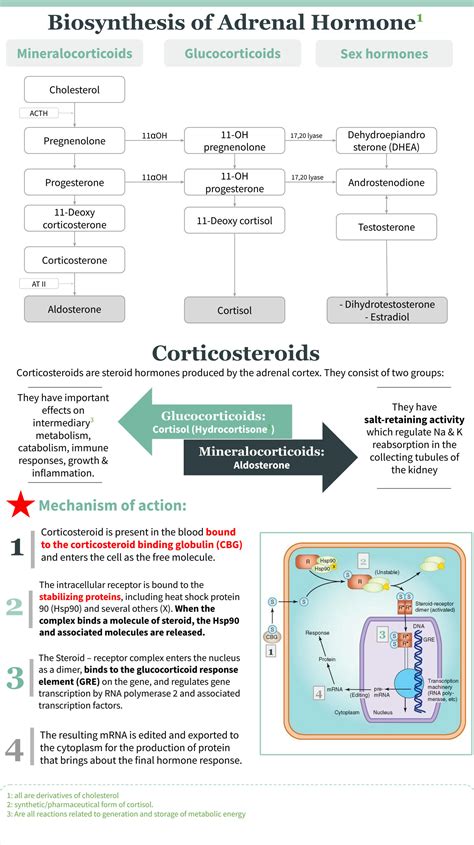 Solution L6 Pharmacology Of Corticosteroids Studypool