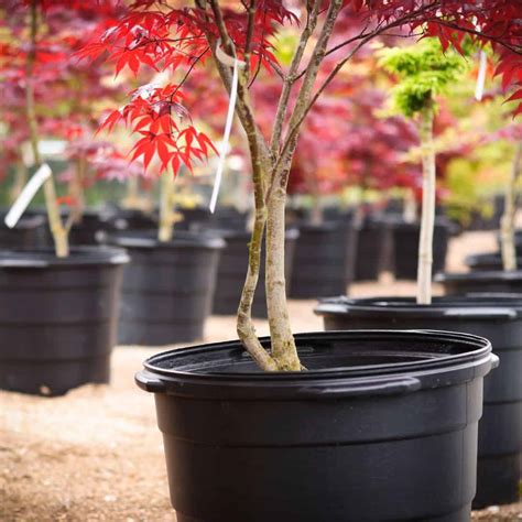 How To Grow A Healthy Japanese Maple In A Pot The Potted Gardener