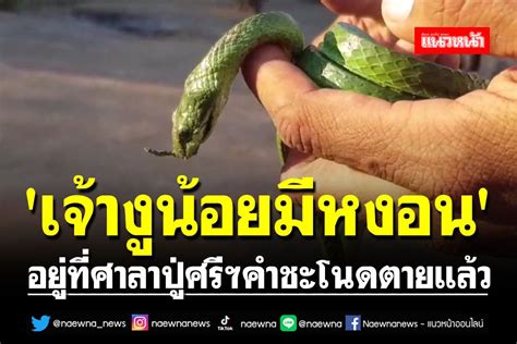 ข่าว Like สาระ เจ้างูน้อยมีหงอนอยู่ที่ศาลาปู่ศรีฯคำชะโนดตายแล้ว เอา