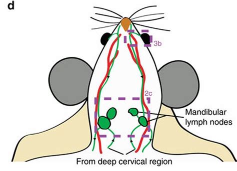 Mouse Lymph Node Anatomy Characterization Of The Role Of The