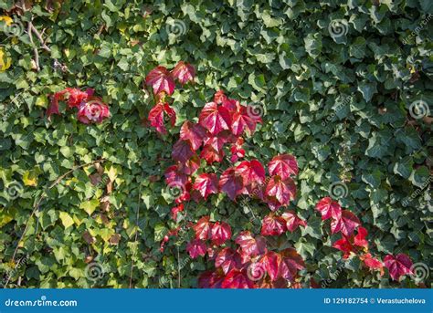Boston Ivy Or Parthenocissus Tricuspidata Plant On The Wall Japanese
