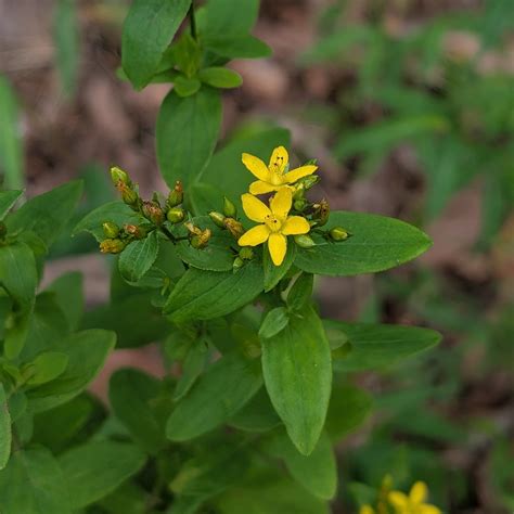 Hypericum Punctatum Meadow City