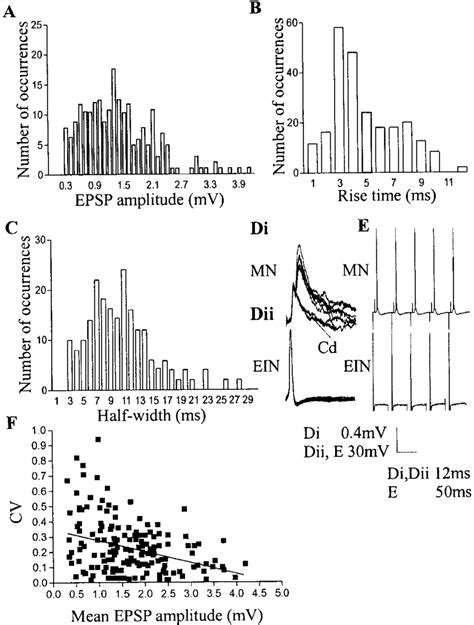 The Properties Of Ein Evoked Epsps Histograms Of Epsp Amplitudes A