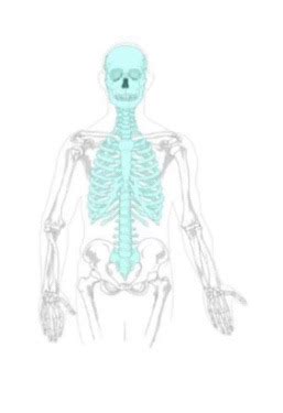 Anatomy And Physiology Axial Skeleton Flashcards Quizlet