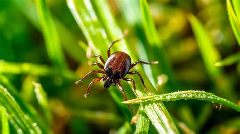 How To Avoid Tick Bites This Summer — Top Tips From A Pest Expert On