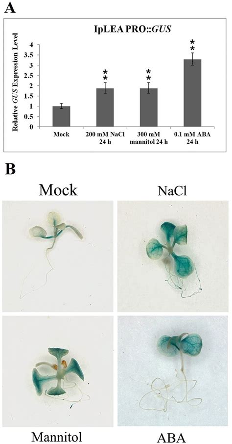 Expression Analysis Of The Gus Gene And Gus Staining In Seedling