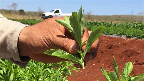 Destaca Científica Mexicana Las Rentables Ventajas De Cultivar Estevia