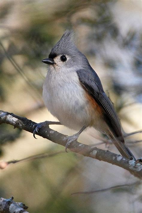 Tufted Titmouse Cute Birds Bird Photo Backyard Birds