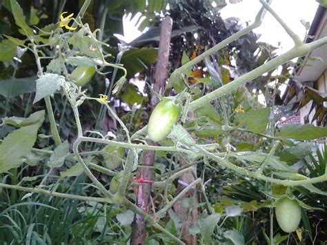 Laman Husna Tomato Ceri Tropical Ruby