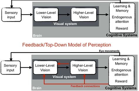 Figure 1 From How Does Learning And Memory Shape Perceptual Development In Infancy Semantic