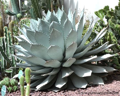 Agave Fiber Used In Rugs Crossword