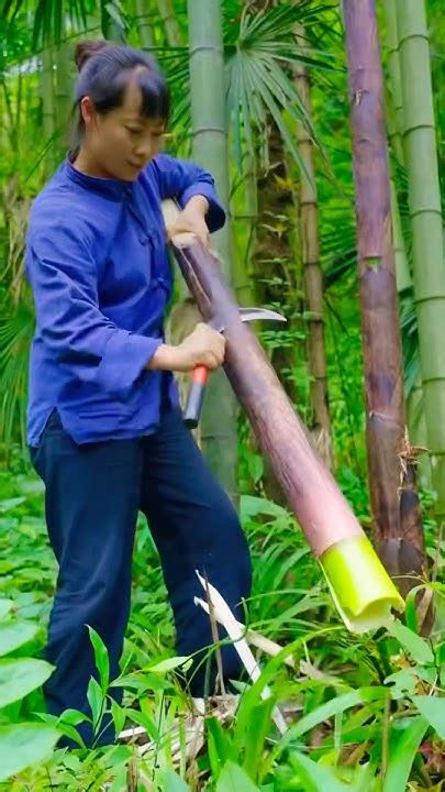 إنقاذ الخيزران كيفية تحديد السيقان المتعفنة وإزالتها Youtube