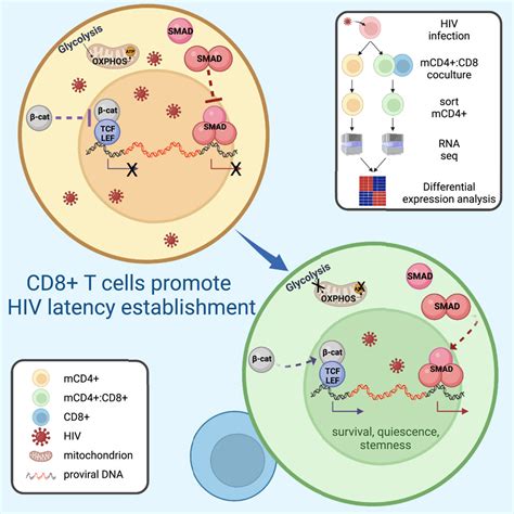 Cd8 T Cells Promote Hiv Latency By Remodeling Cd4 T Cell Metabolism