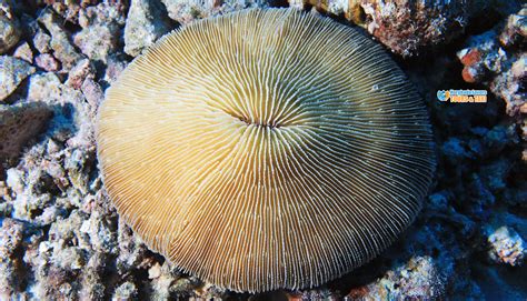 Mushroom Types Corals At Kenneth Shorter Blog