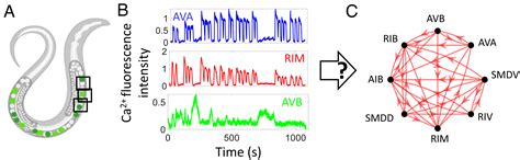 Network Inference From Short Noisy Low Time Resolution Partial
