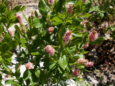 How To Grow And Care For Summersweet Clethra Alnifolia Florgeous