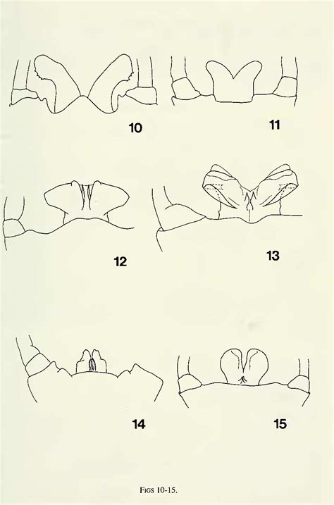 Figure 10 15 From Mayflies From Israel Insecta Ephemeroptera I