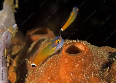 Tail Spot Combtooth Blenny Ecsenius Stigmatura Complete Care Guide