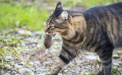 What Kind Of Chinese Pastoral Cat Do You Like Best Imedia