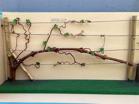 Proantic Model For Vine Pruning Demonstration
