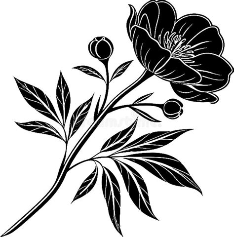 Beautiful Tree Peony Black Stencil Clipart Design Stock Image Illustration Of Floral