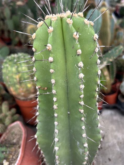 Neobuxbaumia Euphorbioides Cactuses Neobuxbaumia Kaktusy