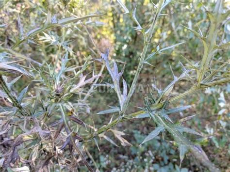Milk Thistle Identification And Uses Survival Sullivan