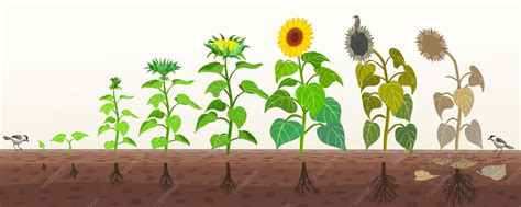Ciclo De Vida Del Crecimiento Del Girasol Desde La Semilla Hasta La