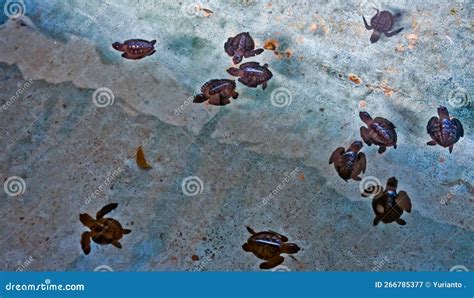 Green Turtle Cubs In Captivity Stock Image Image Of Water Coast
