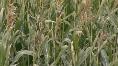 Fertilizer Prices Remain Relatively High Everythinggp