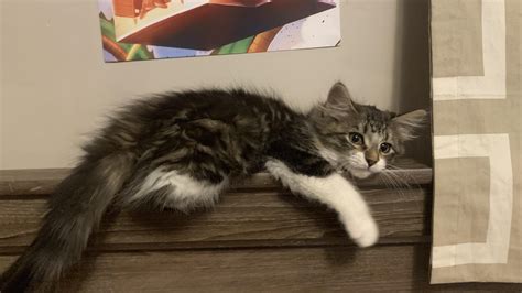 Lazy Day Scrolller