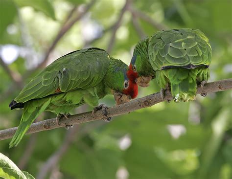Red Crowned Parrots