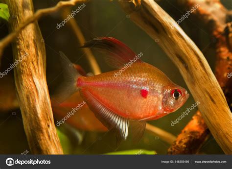 Active Male Bleeding Heart Tetra Shows Its Breeding Colors Ready Stock