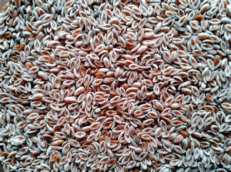 Morphology Of Psyllium Seeds [ Plantago Ovata ] Download Scientific