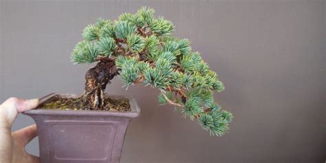 Yahooオークション 吾妻五葉松宝来最高葉性