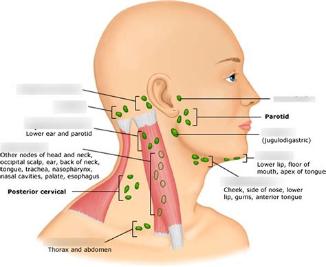 Neck Lymph Nodes Diagram Quizlet