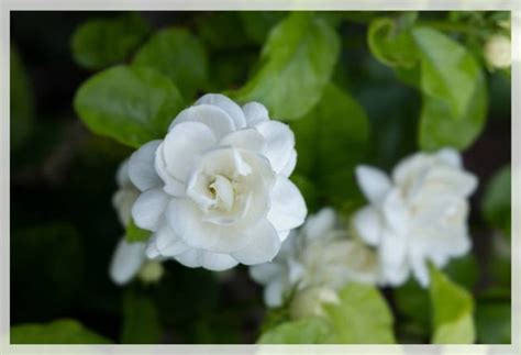 Growing Jasmine Sambac Arabian Jasmine Al Ardh Alkhadra
